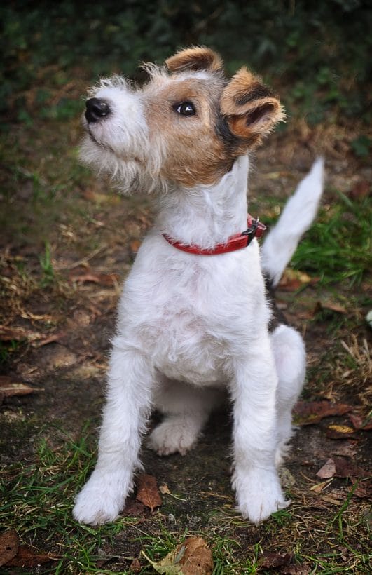 National Terrier Day: Celebrating the Canine Companions - PetPress