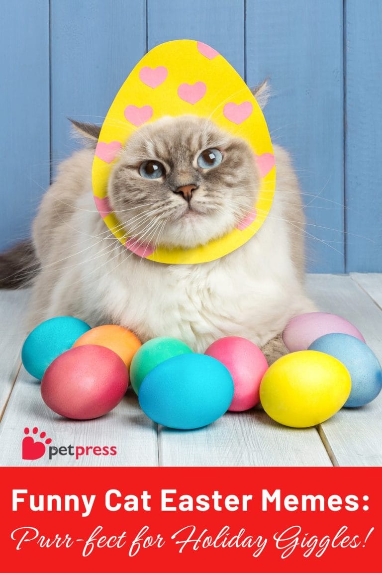 Funny Cat Easter Memes: Purr-fect for Holiday Giggles! - PetPress
