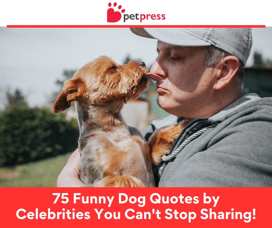75 Funny Dog Quotes by Celebrities You Can't Stop Sharing! - PetPress