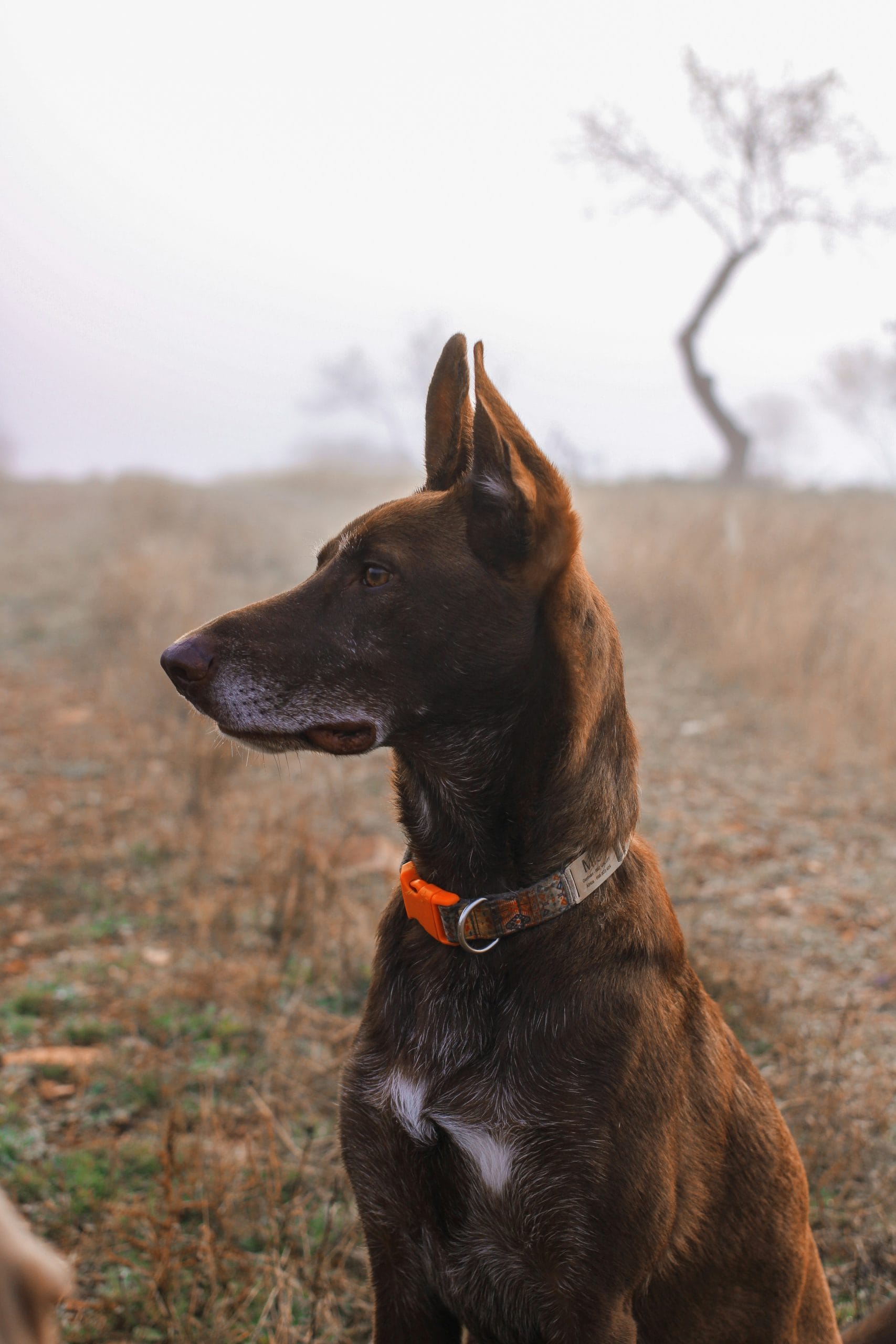 World Podenco Day: Honoring the Hunting Dogs - PetPress