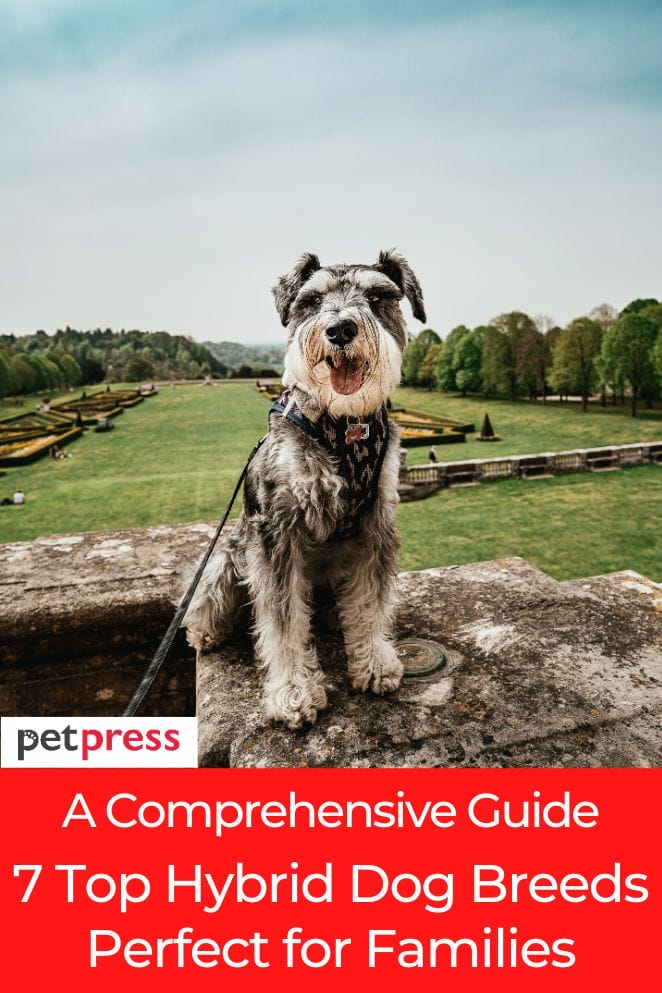 A Comprehensive Guide: 7 Top Hybrid Dog Breeds for Families