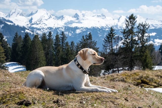 3 Types of Labrador Retrievers - Which Type is Right for You?