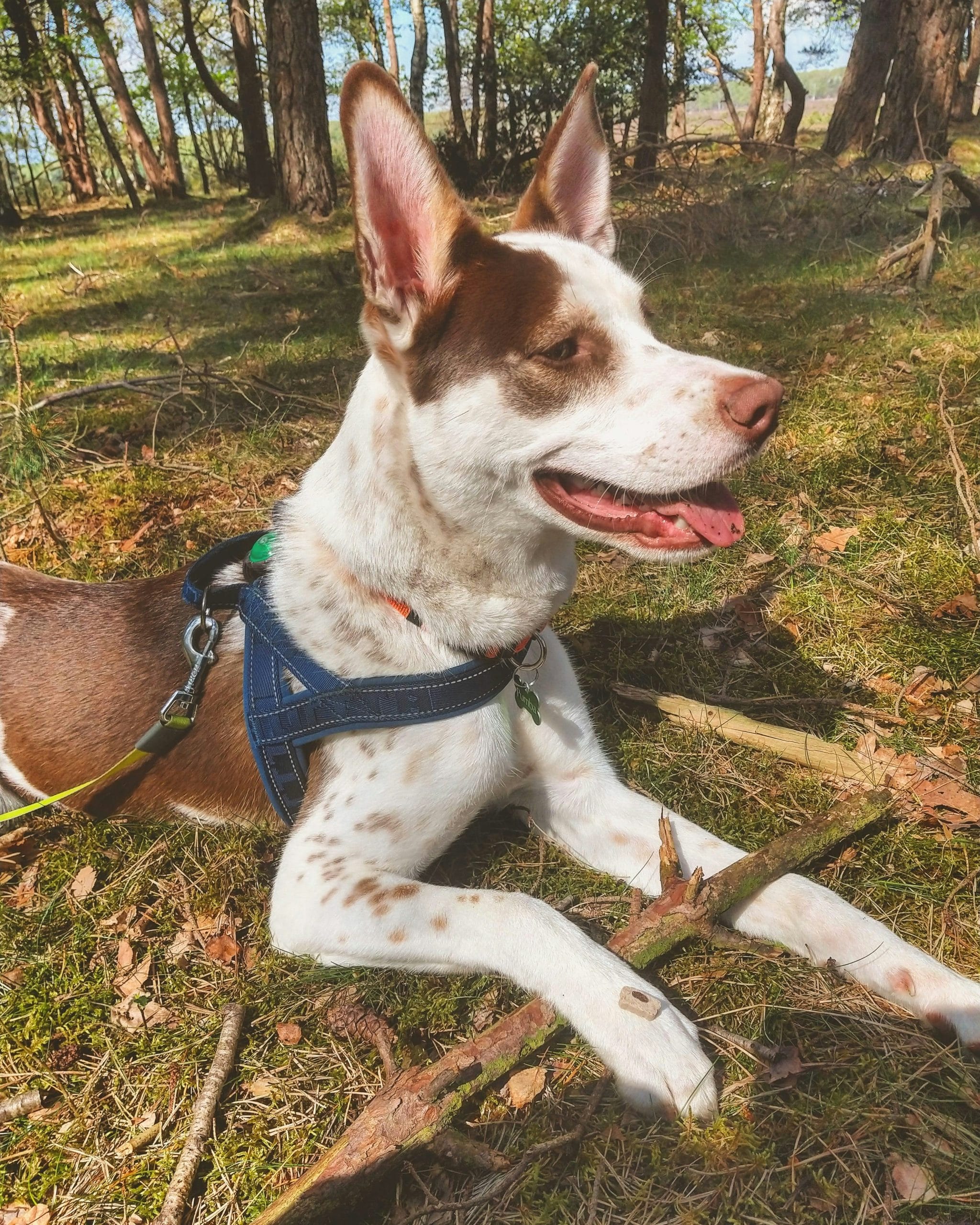 World Podenco Day: Honoring the Hunting Dogs - PetPress