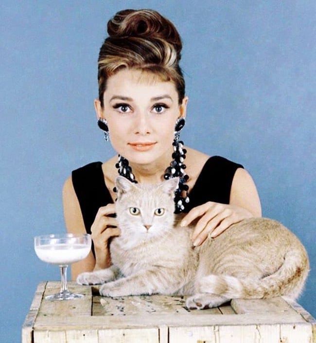 Feline Film Stars: Exploring the Most Popular Cats in Movies