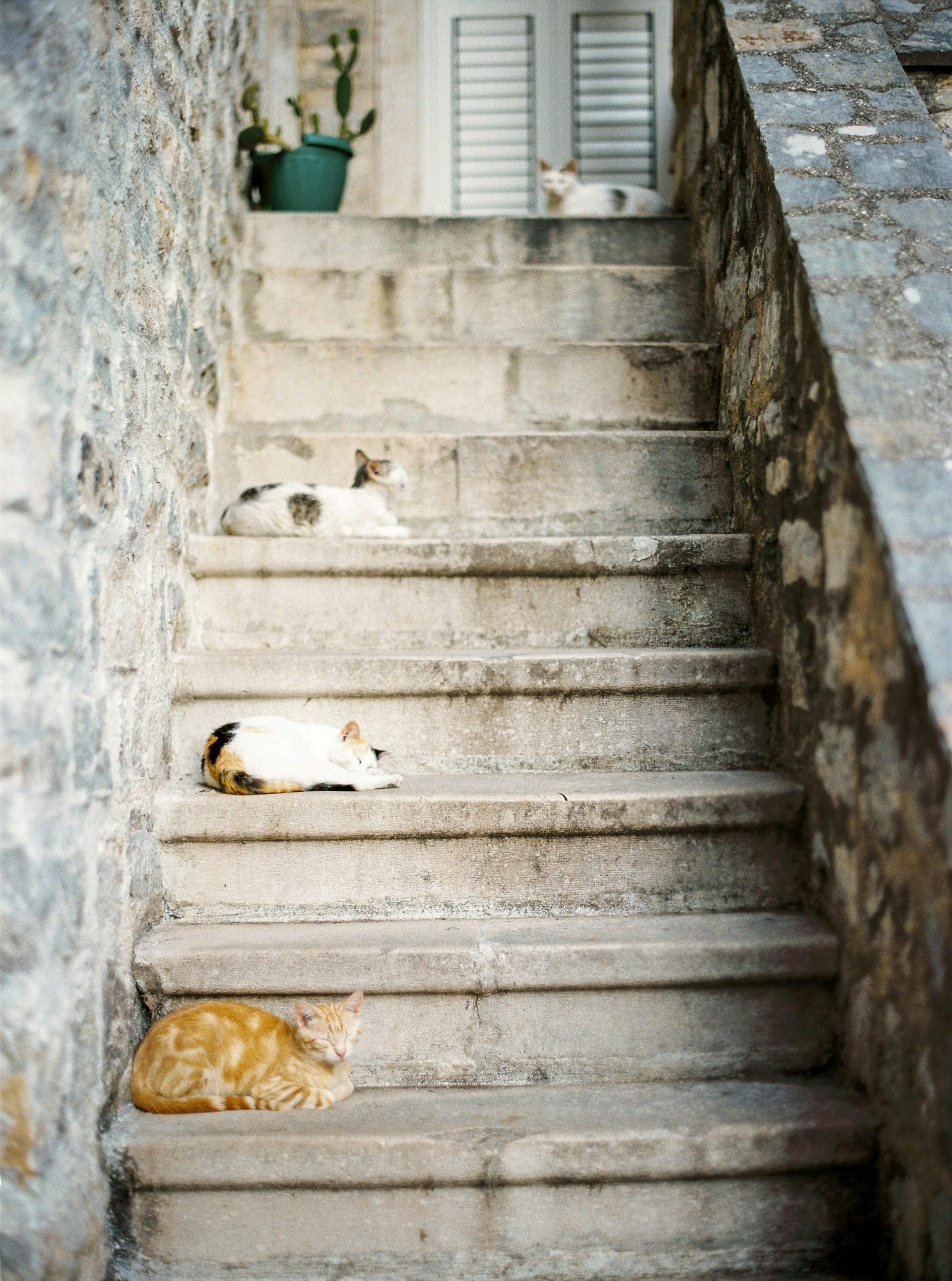 Celebrate Feline Freedom on National Catio Day - PetPress