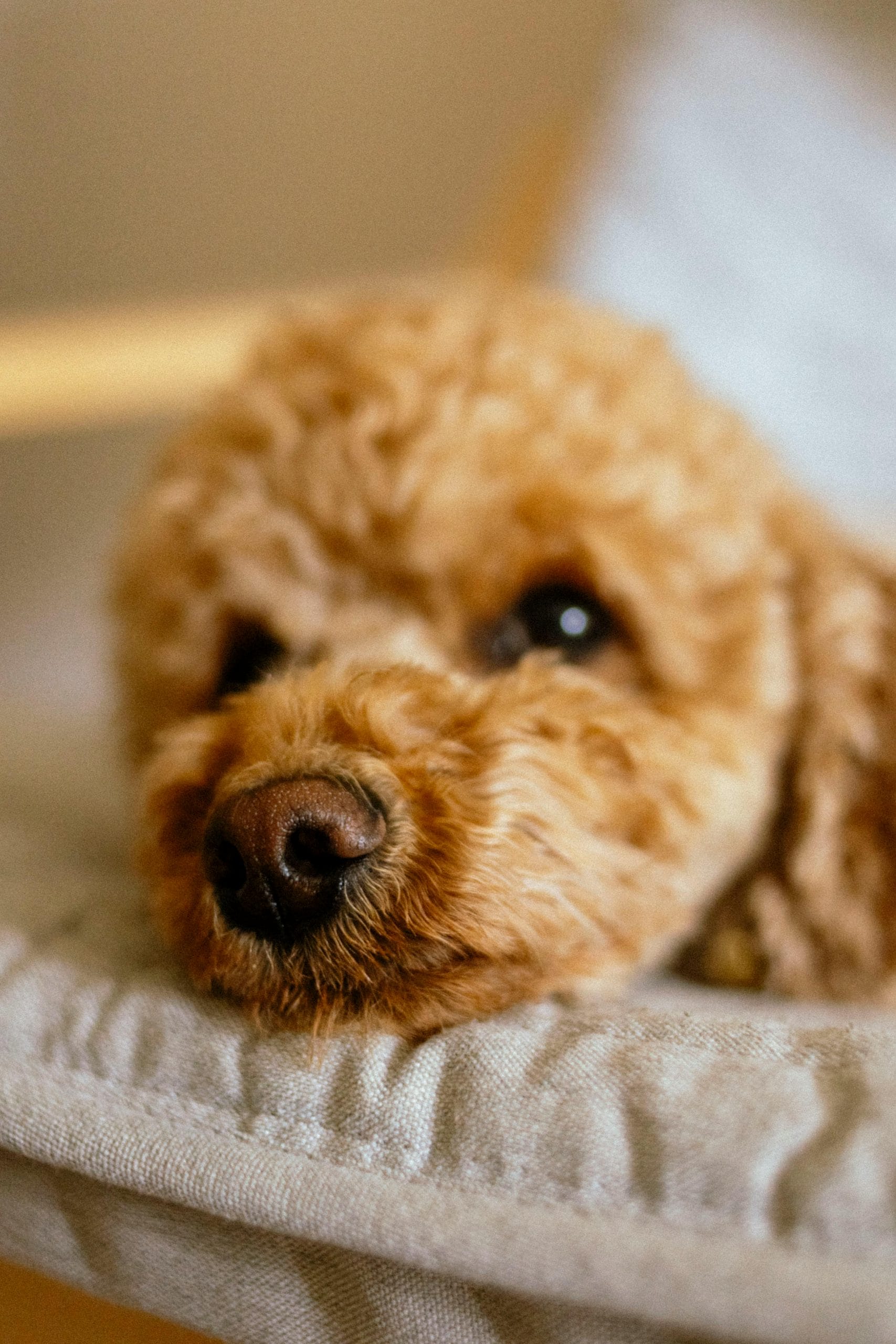 Poodle Puppy Care Tips: Everything You Need to Know - PetPress
