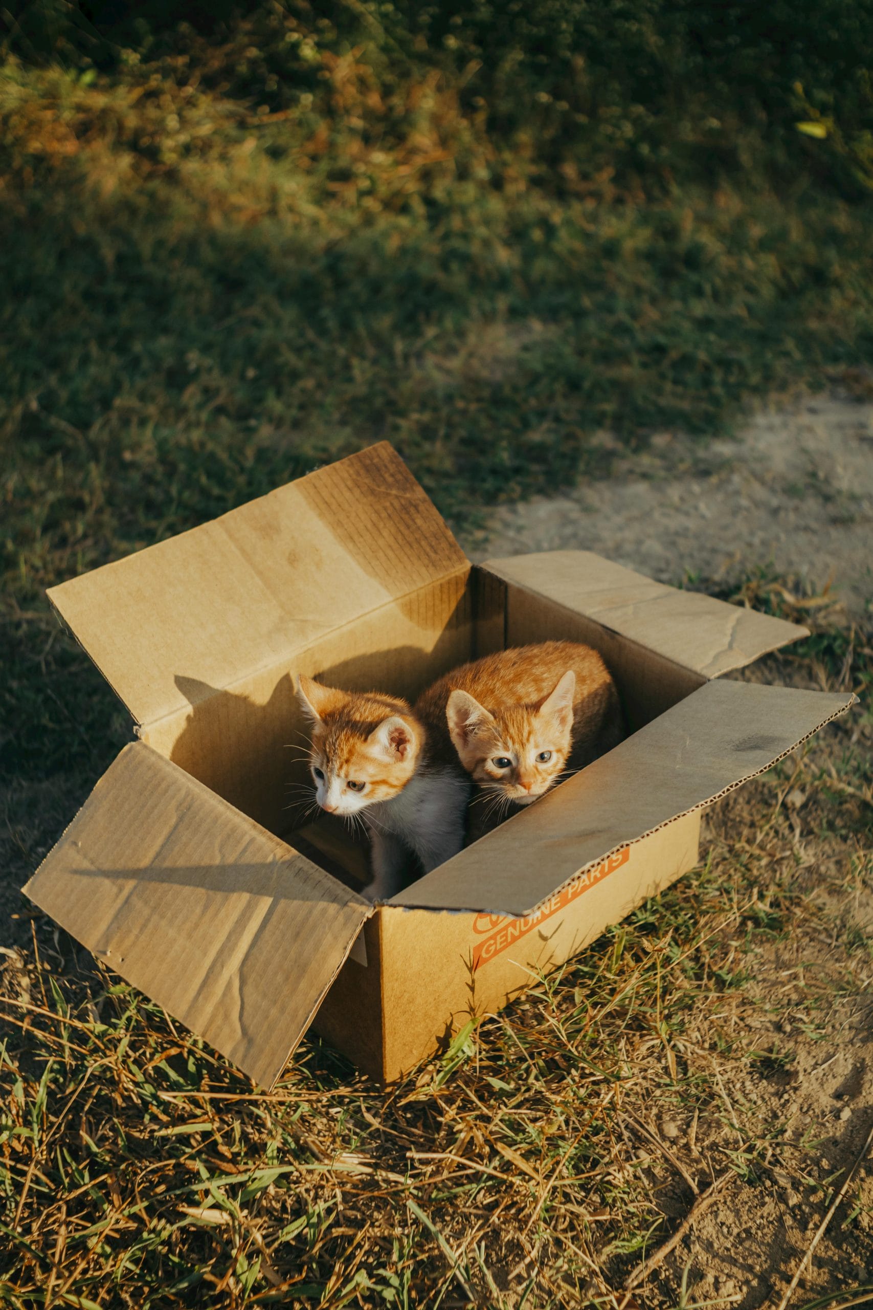 International Rescue Cat Day: Celebrate Rescue Cat Appreciation Day ...