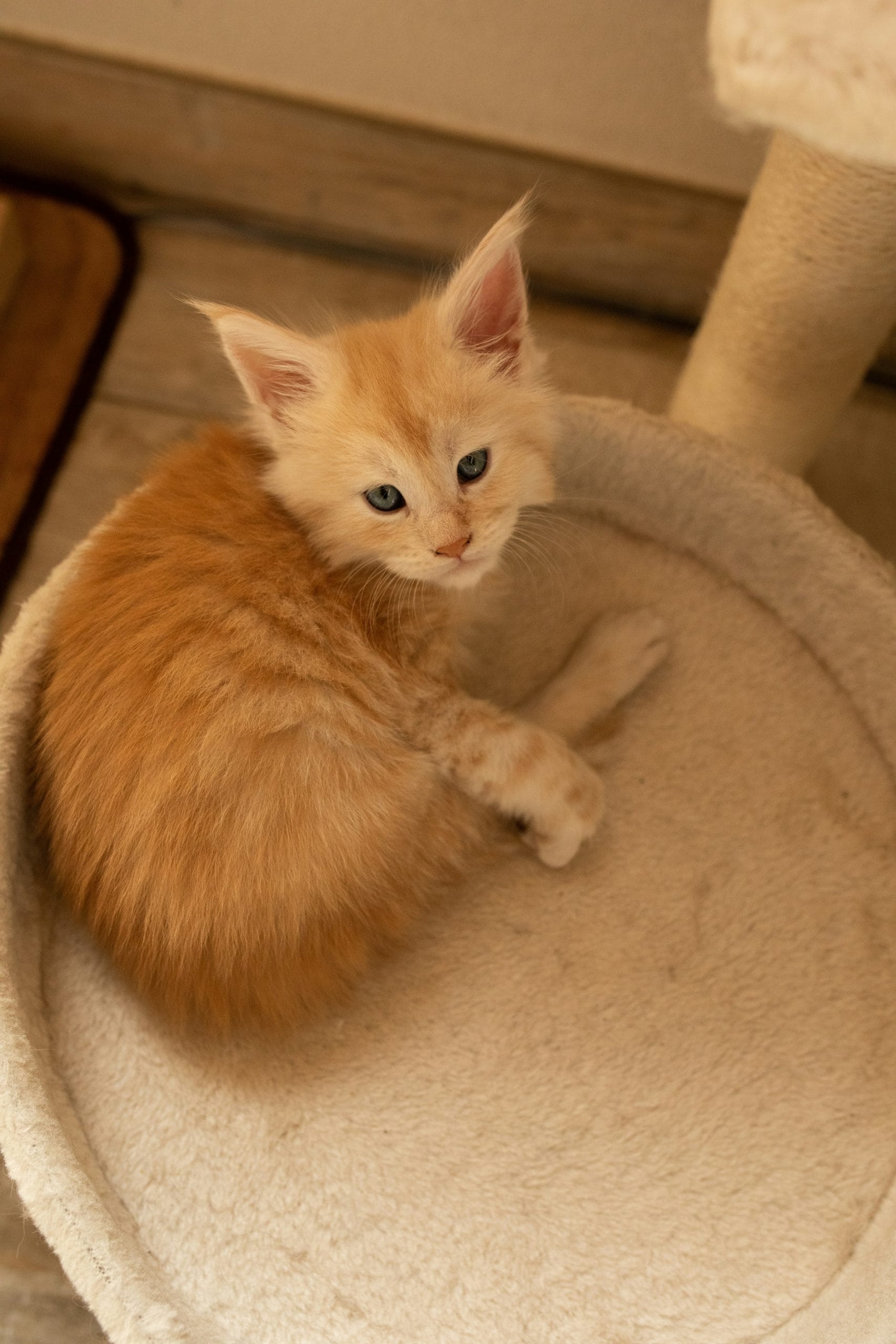 Cuddly Kitten Day: Celebrate with Adorable Feline - PetPress