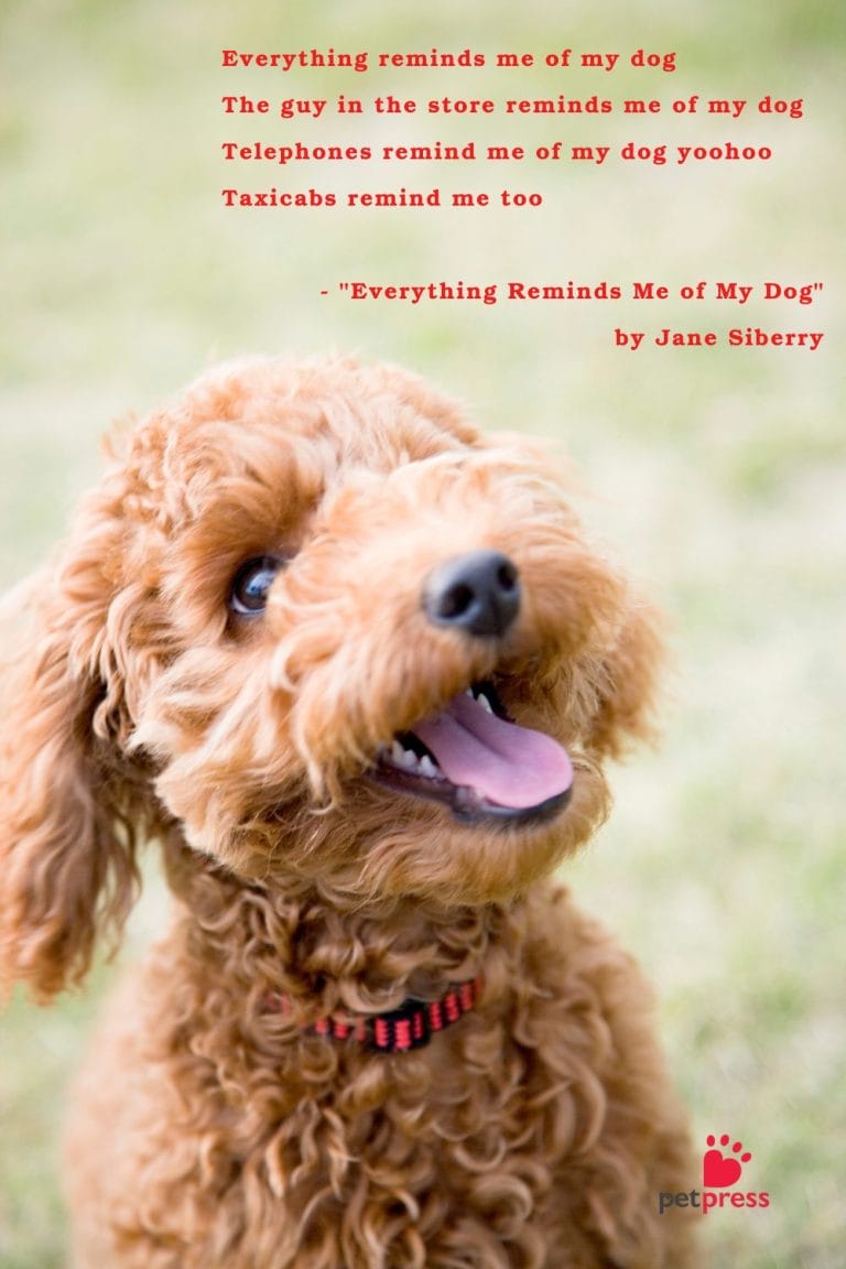 Best Collection of Song Lyrics and Dog Quotes to Howl About - PetPress