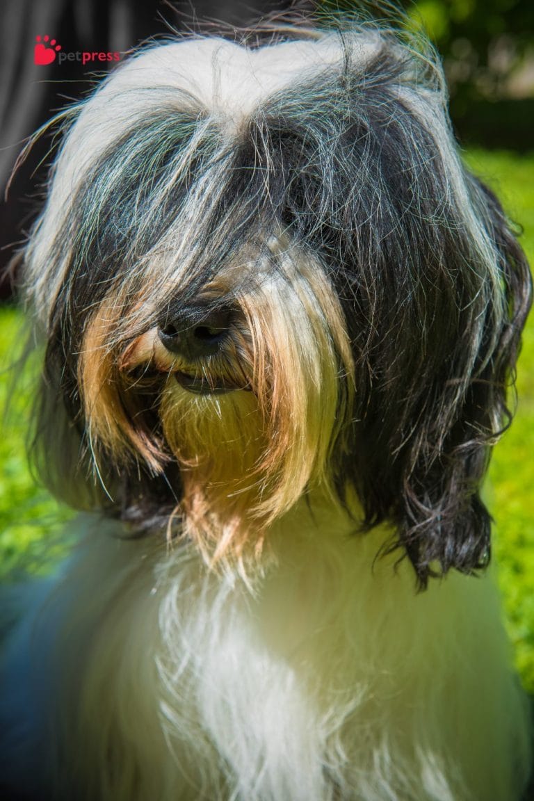 Best Solutions for Shedding Dogs with Long Fur