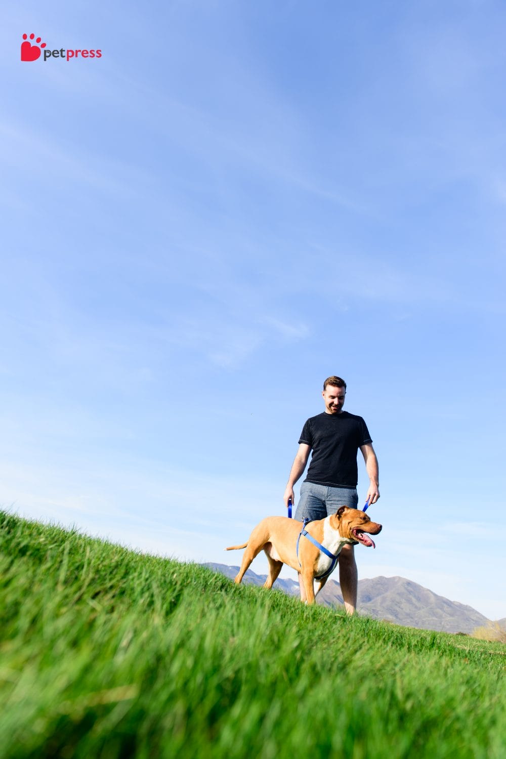 New to Paws? A Perfect Guide for First-Time Dog Owners - PetPress