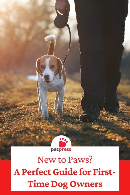 New to Paws? A Perfect Guide for First-Time Dog Owners - PetPress