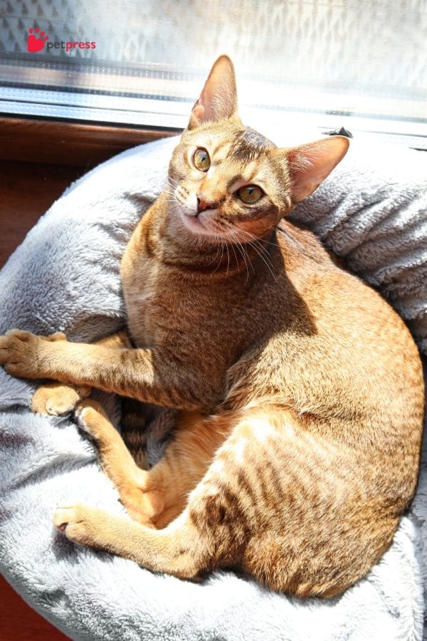 Meet The 10 Most Affectionate Cat Breeds For Families - PetPress