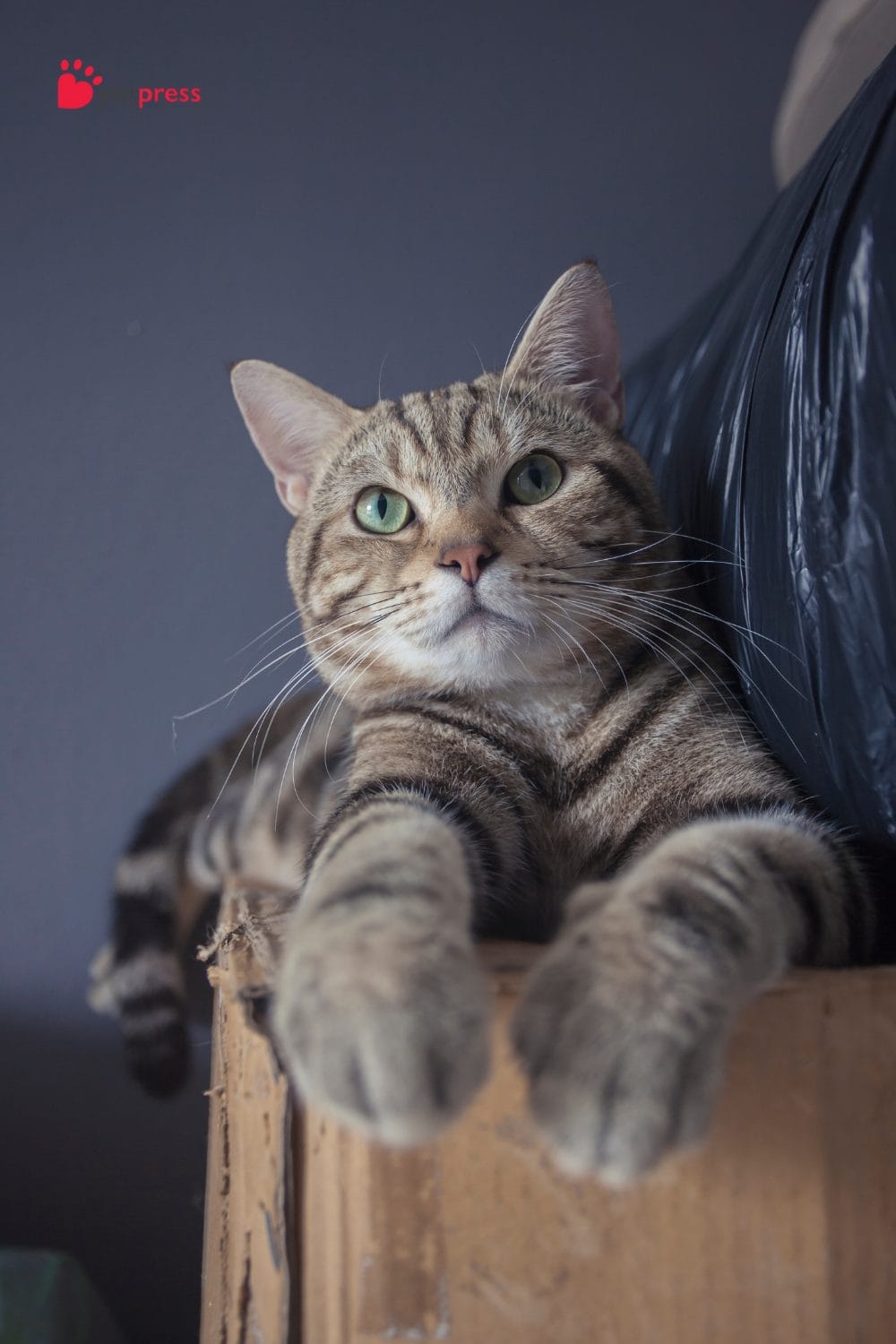 Meet The 10 Most Affectionate Cat Breeds For Families - PetPress