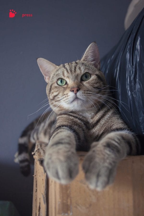 Meet The 10 Most Affectionate Cat Breeds For Families - PetPress