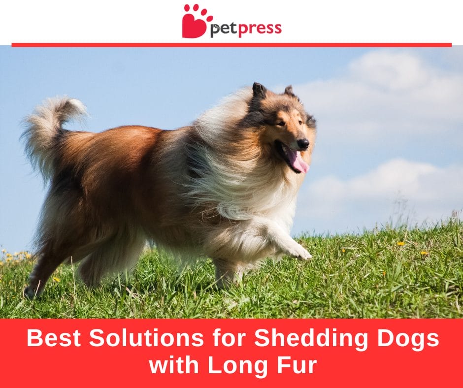 Best Solutions for Shedding Dogs with Long Fur