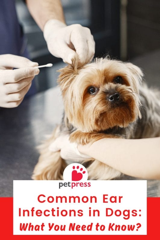 Common Ear Infections in Dogs: What You Need to Know? - PetPress