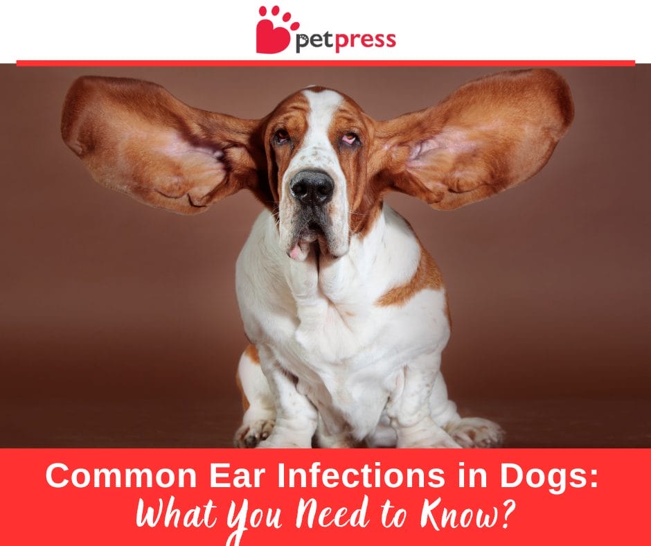 Common Ear Infections in Dogs: What You Need to Know? - PetPress