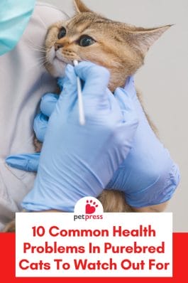 10 Common Health Problems in Purebred Cats To Watch Out For - PetPress