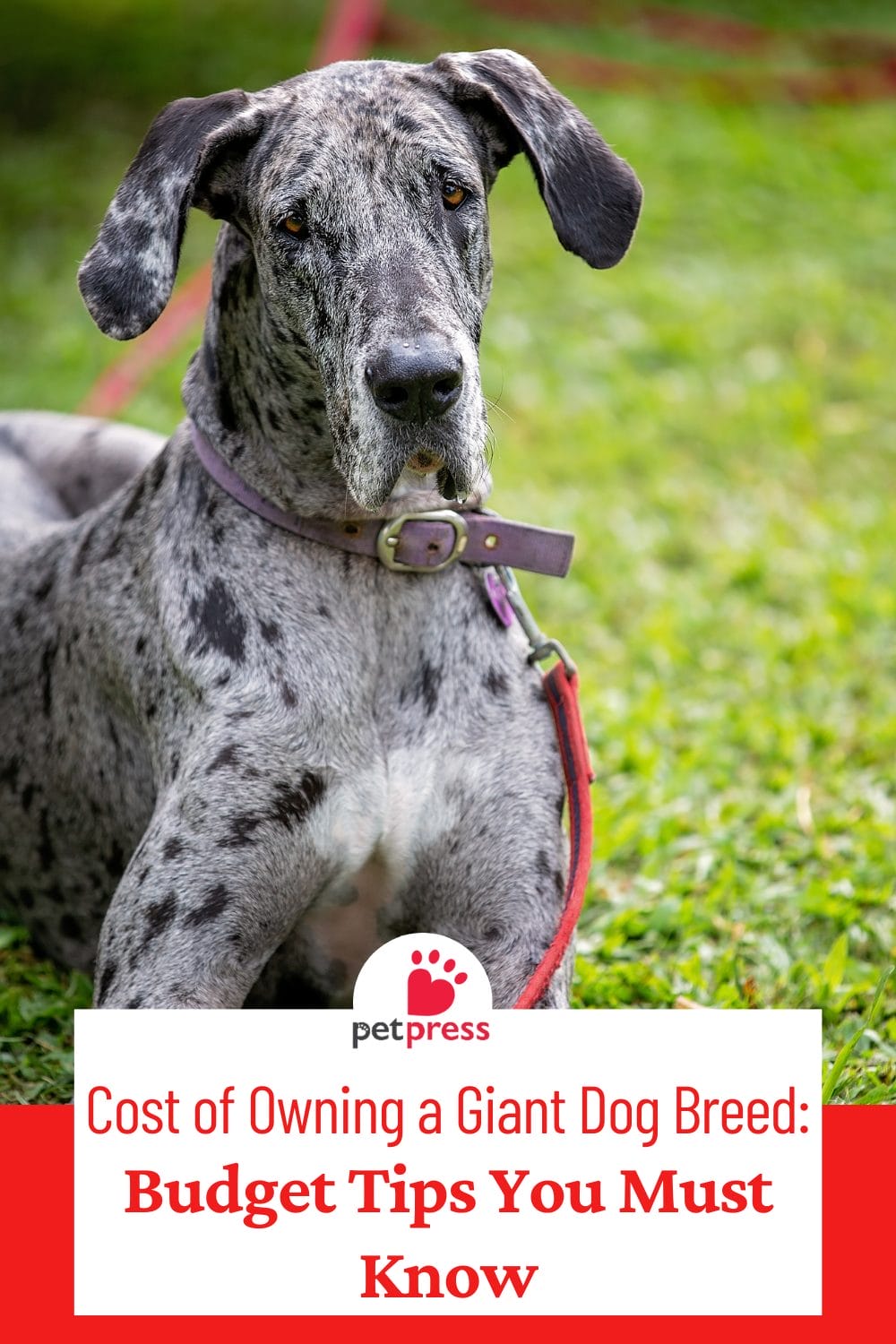 Cost of Owning a Giant Dog Breed: Budget Tips You Must Know - PetPress