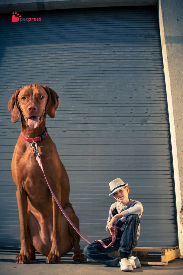 Cost of Owning a Giant Dog Breed: Budget Tips You Must Know - PetPress