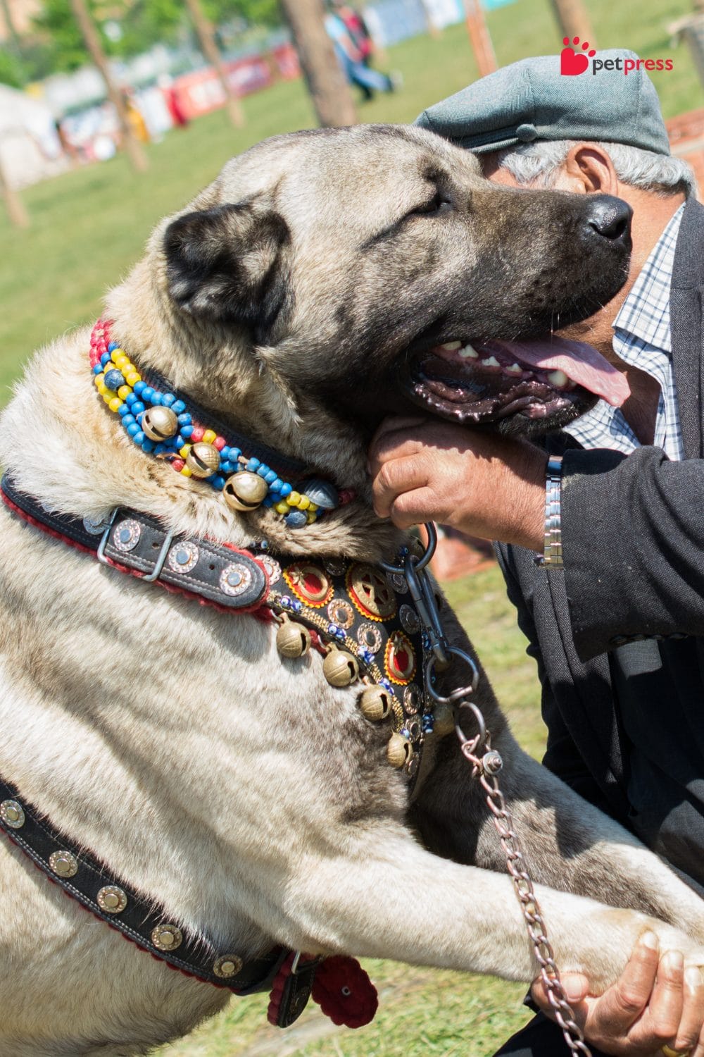 Cost of Owning a Giant Dog Breed: Budget Tips You Must Know - PetPress