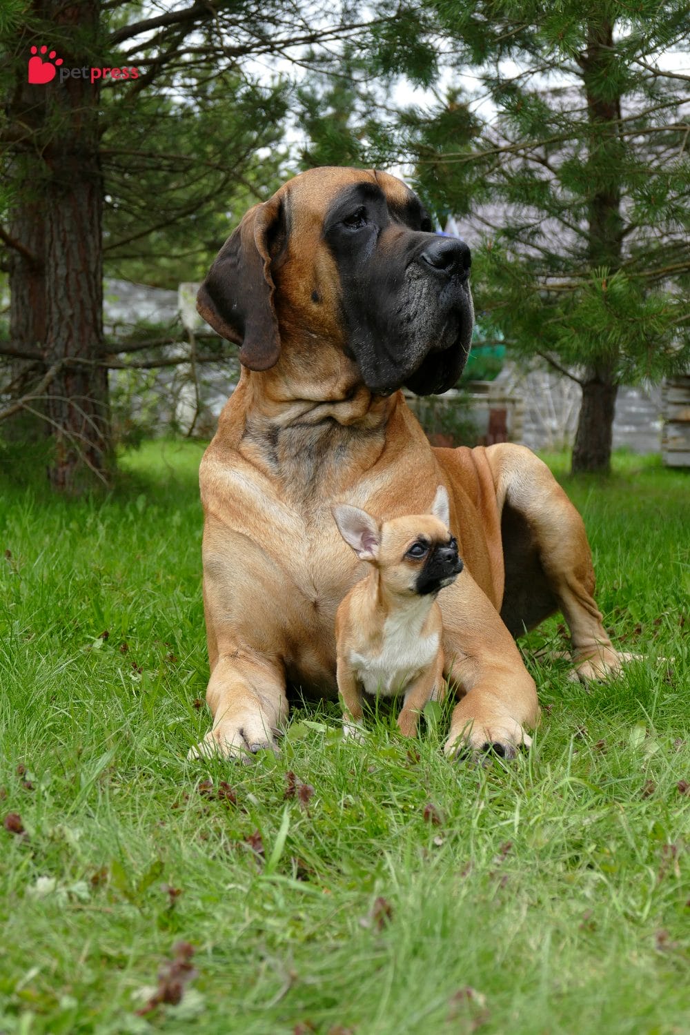 Cost of Owning a Giant Dog Breed: Budget Tips You Must Know - PetPress