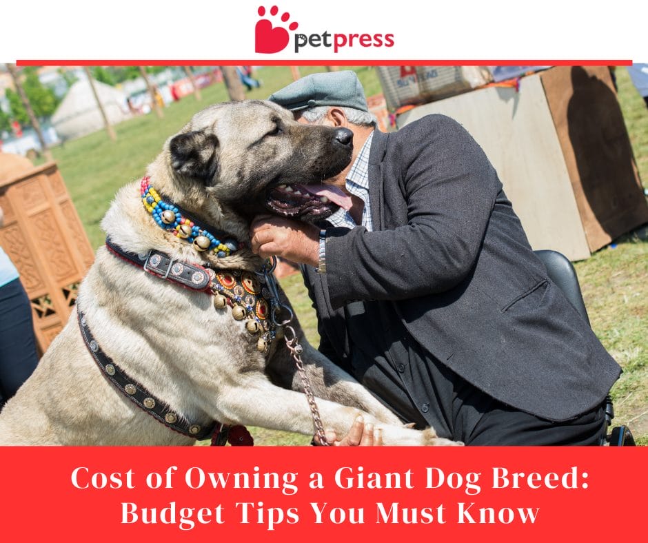 Cost of Owning a Giant Dog Breed: Budget Tips You Must Know - PetPress