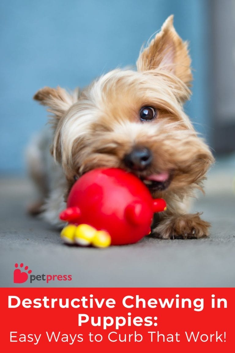 Destructive Chewing in Puppies: Easy Ways to Curb That Work! - PetPress