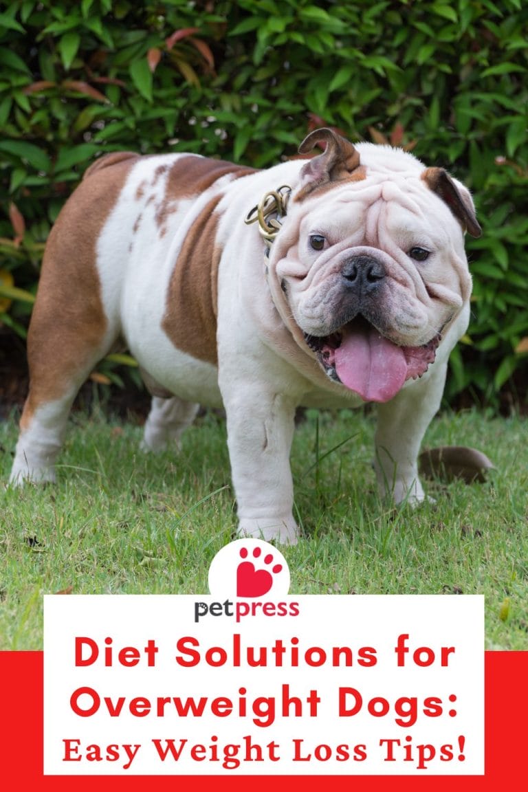 Diet Solutions for Overweight Dogs: Easy Weight Loss Tips! - PetPress
