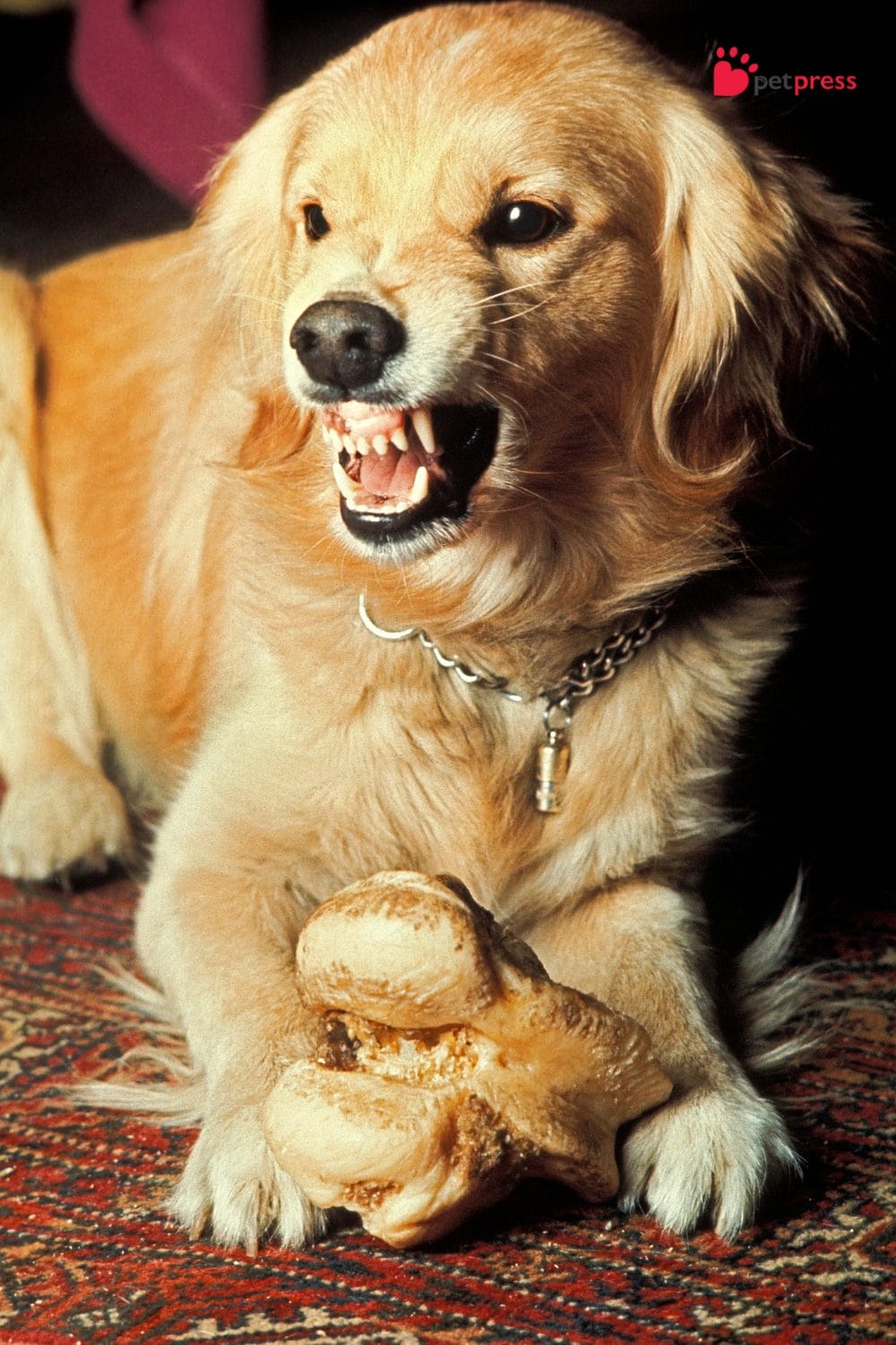 How to Stop Dog Aggression Towards Kids Before It Starts - PetPress