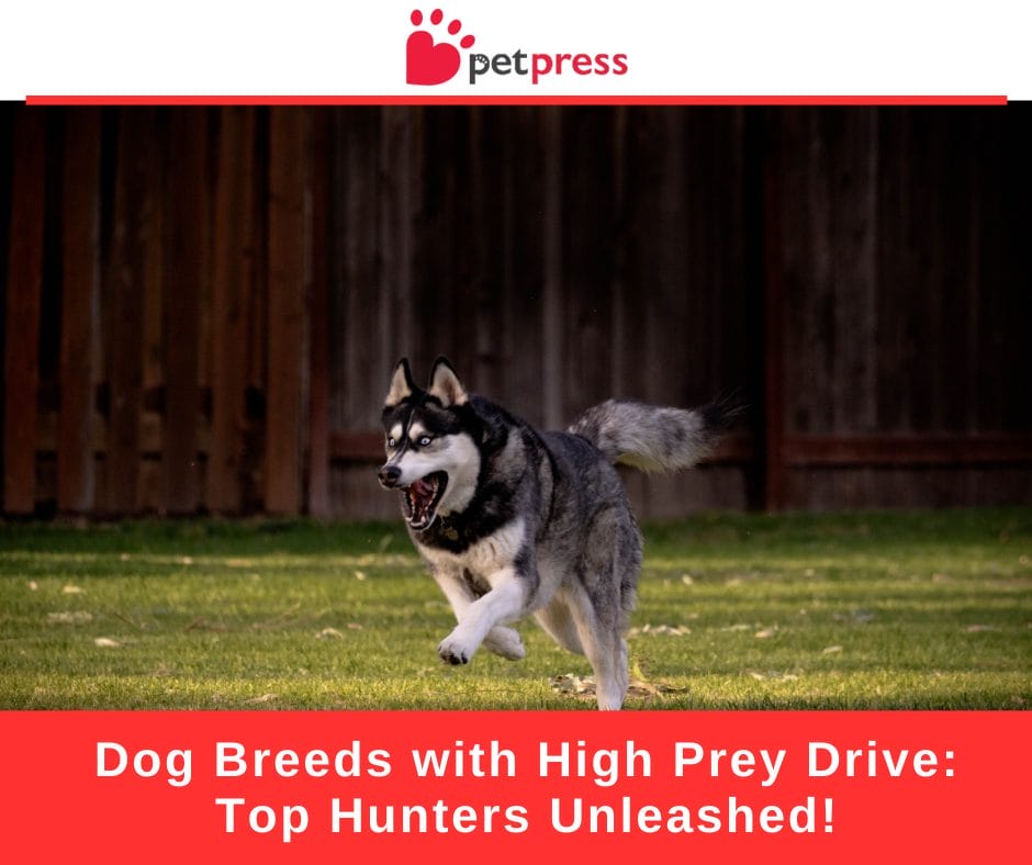 Dog Breeds with High Prey Drive: Top Hunters Unleashed! - PetPress