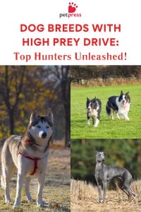 Dog Breeds with High Prey Drive: Top Hunters Unleashed! - PetPress