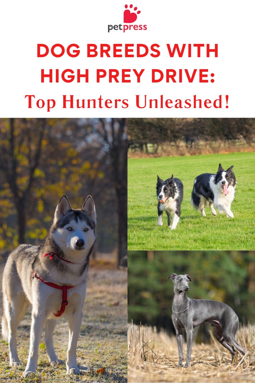 Dog Breeds with High Prey Drive: Top Hunters Unleashed! - PetPress