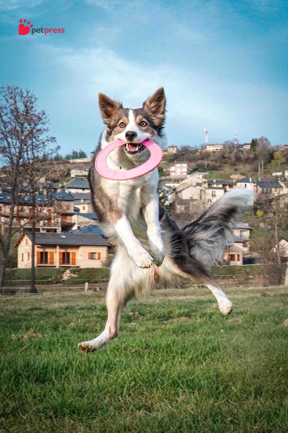 9 Exercises for High-Energy Dogs That Can Tire Them Out - PetPress
