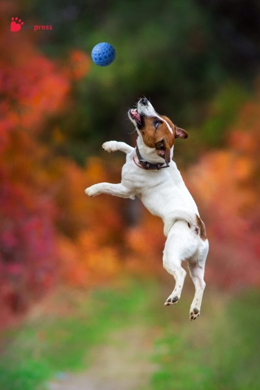 9 Exercises for High-Energy Dogs That Can Tire Them Out - PetPress