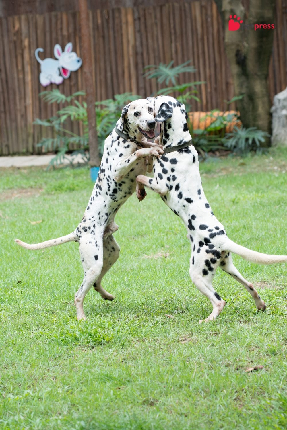 9 Exercises for High-Energy Dogs That Can Tire Them Out - PetPress