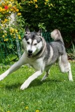 9 Exercises for High-Energy Dogs That Can Tire Them Out - PetPress