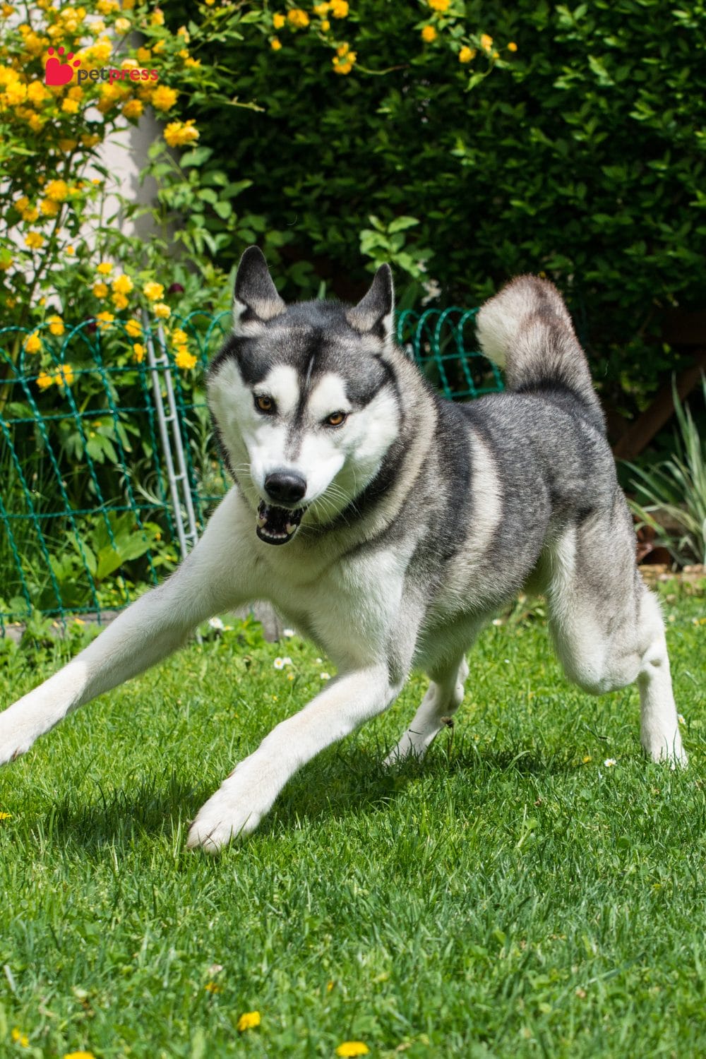 9 Exercises for High-Energy Dogs That Can Tire Them Out - PetPress