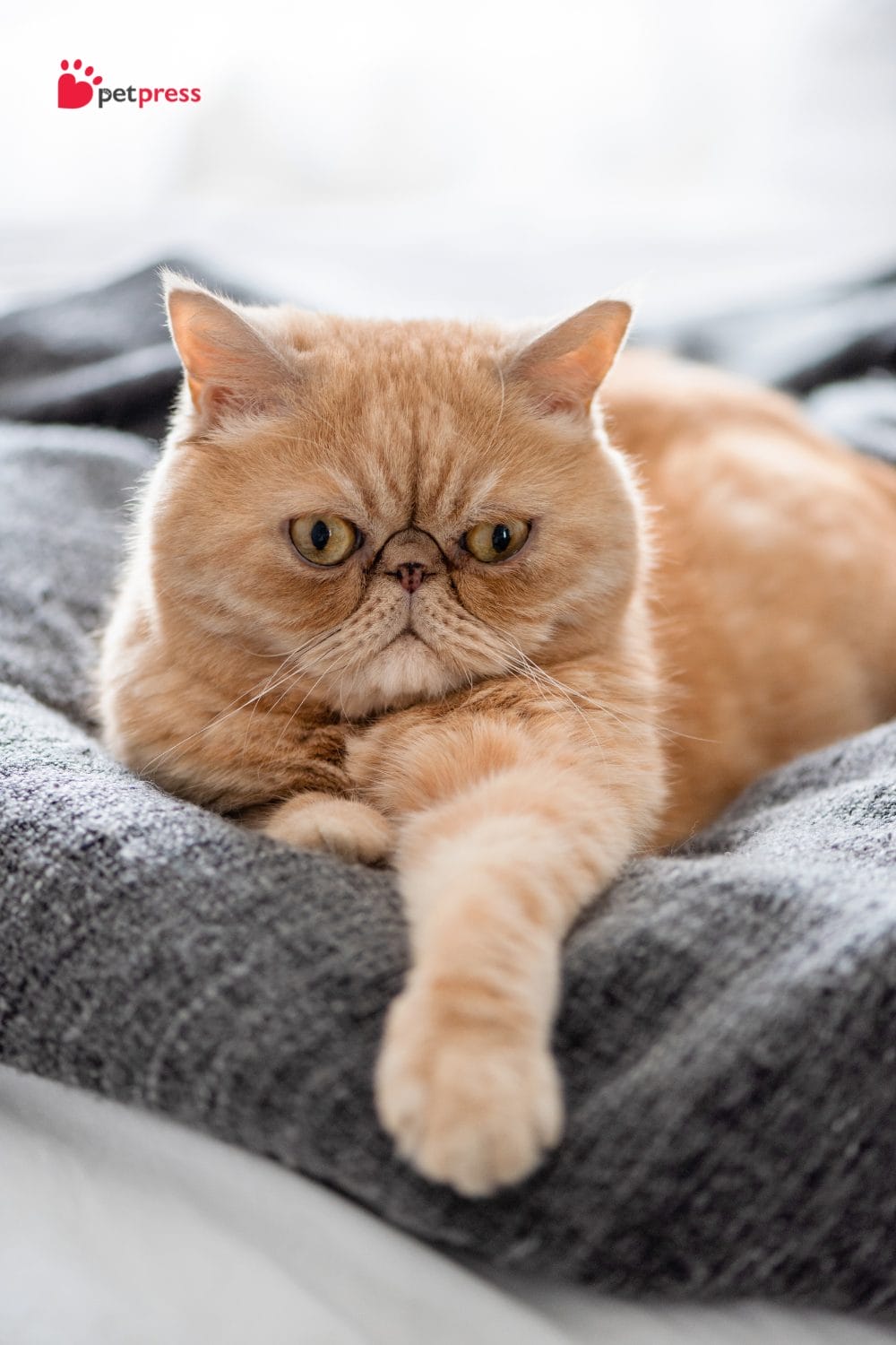 Meet The 10 Most Affectionate Cat Breeds For Families - PetPress