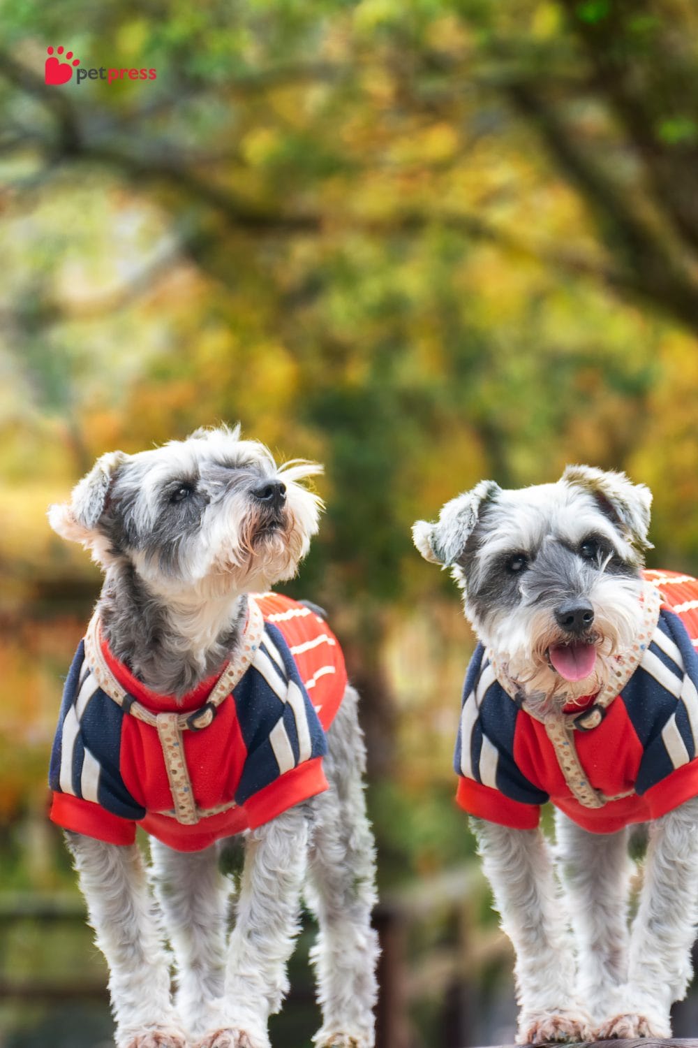 Secure Your Family: The Top 10 Protective Dog Breeds You Need - PetPress