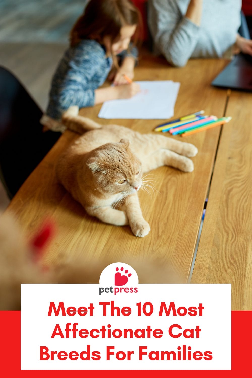 Meet The 10 Most Affectionate Cat Breeds For Families - PetPress
