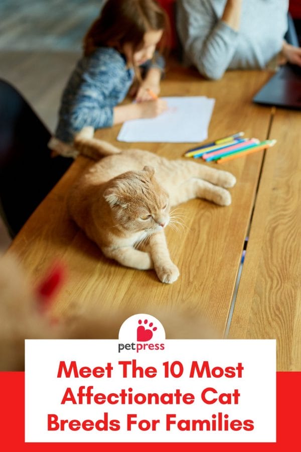 Meet The 10 Most Affectionate Cat Breeds For Families - PetPress