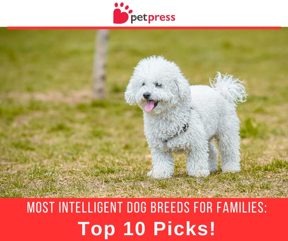Most Intelligent Dog Breeds for Families: Top 10 Picks! - PetPress