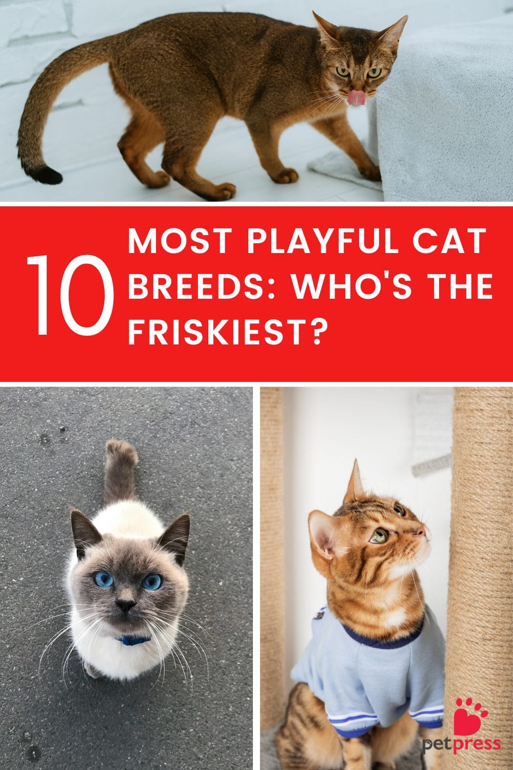 Top 10 Most Playful Cat Breeds: Who's the Friskiest? - PetPress