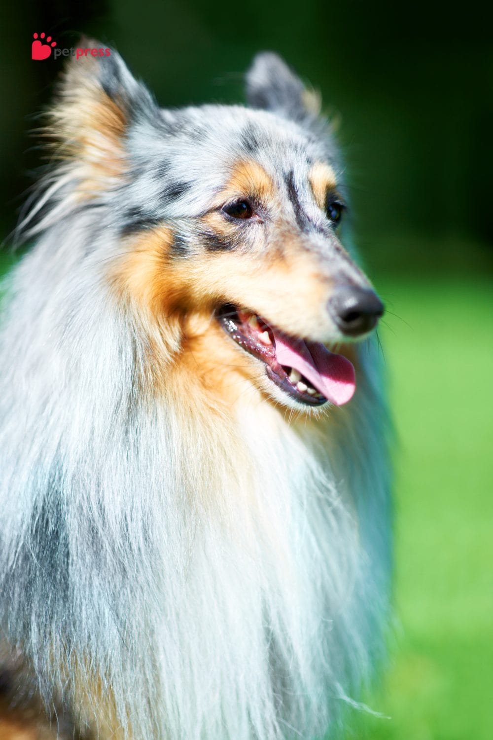 Most Intelligent Dog Breeds for Families: Top 10 Picks! - PetPress