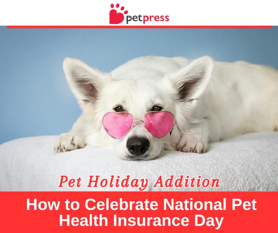How to Celebrate National Pet Health Insurance Day - PetPress