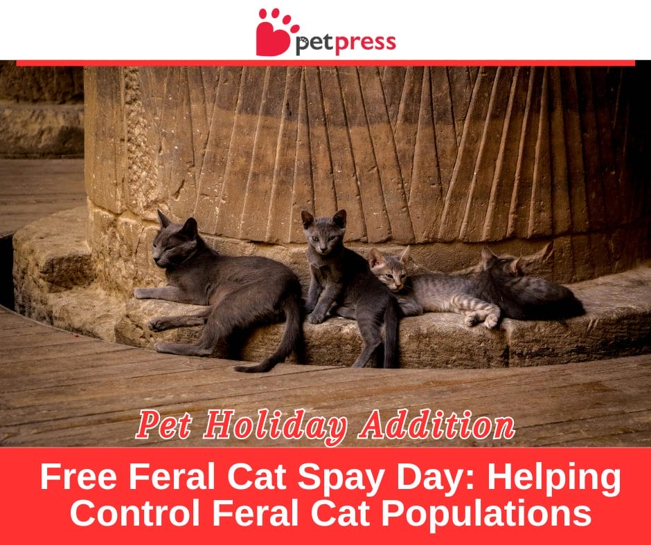 Free Feral Cat Spay Day: Helping Control Feral Cat Populations - PetPress
