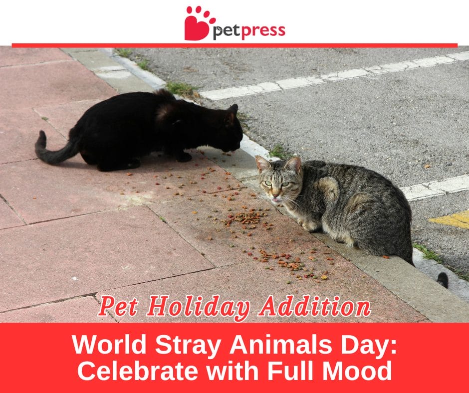 World Stray Animals Day: Celebrate with Full Mood - PetPress