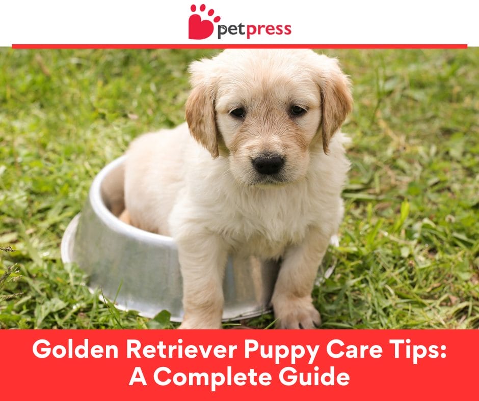 Golden Retriever Puppy Care Tips: A Complete Guide - PetPress